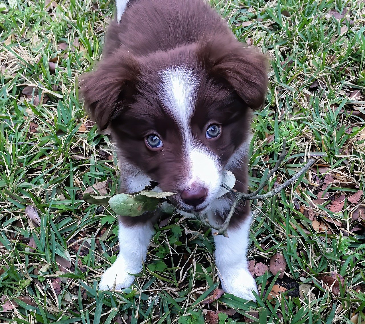 Cachorro Border Collie Filhote: Tudo o Que Você Precisa Saber Antes de ...