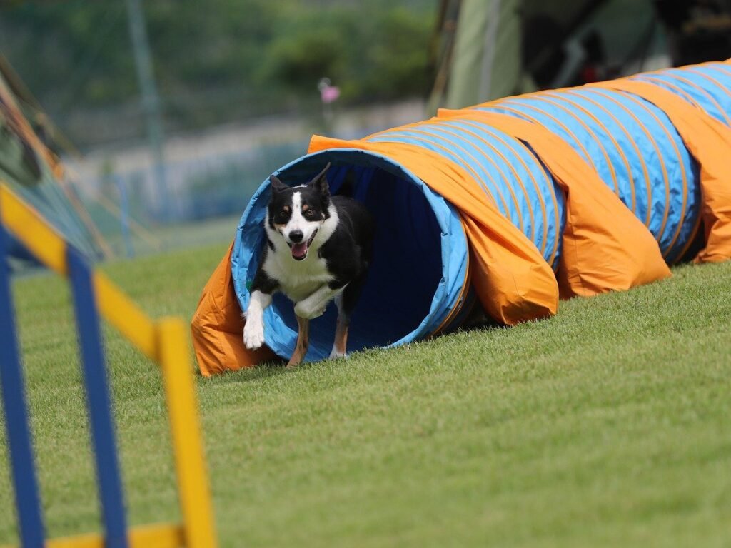 Preparando seu Border Collie para o Mundo das Competições: O Guia Pra ...