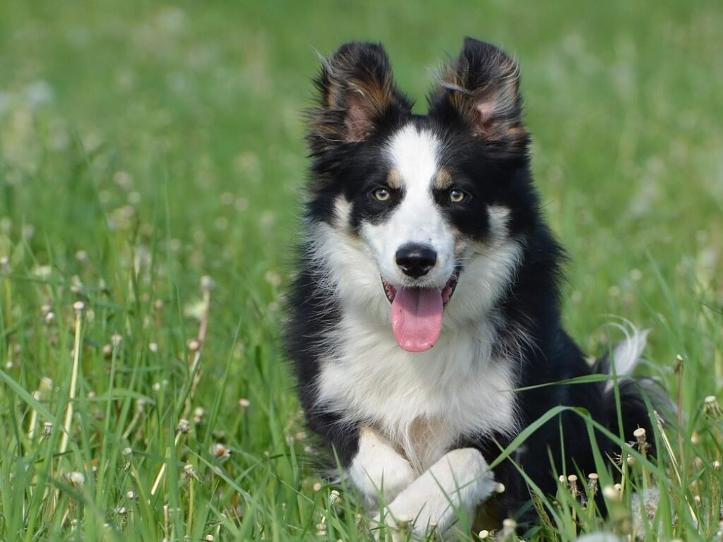 Posturas do Border Collie: Entenda o Que Cada Posição Corporal Revela ...